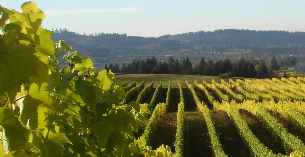 Extra Neutral Alcohol - Applications and Use - Sasma BV