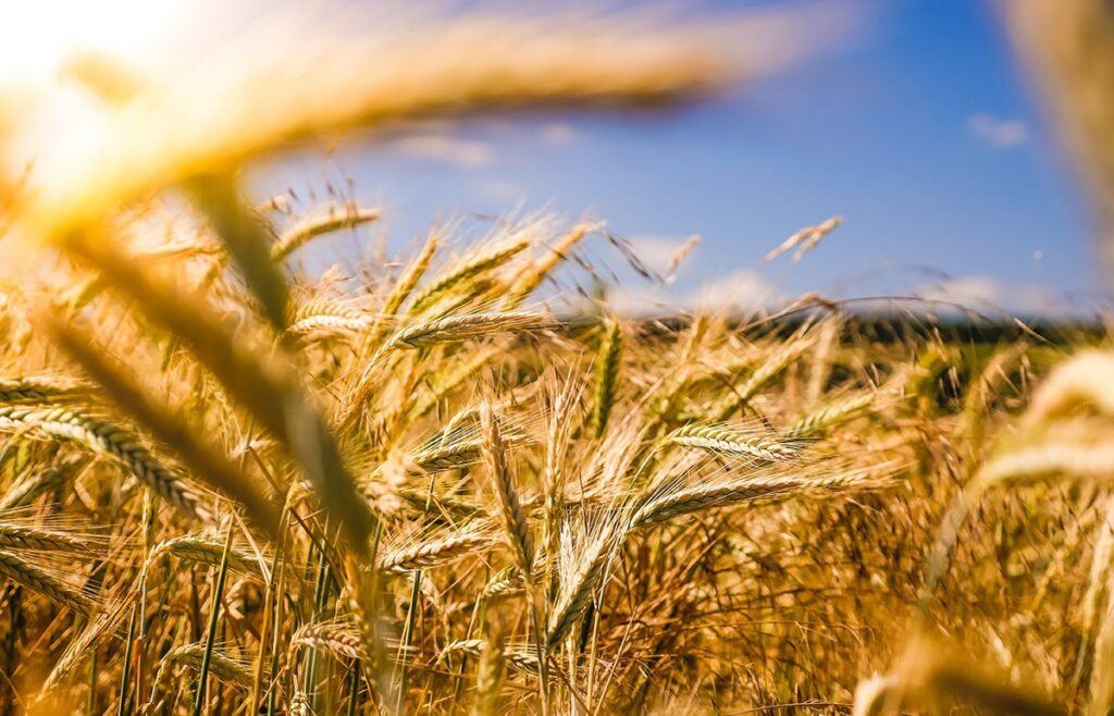 Grain Neutral Spirit: What It Is, and Why Use It - Sasma BV